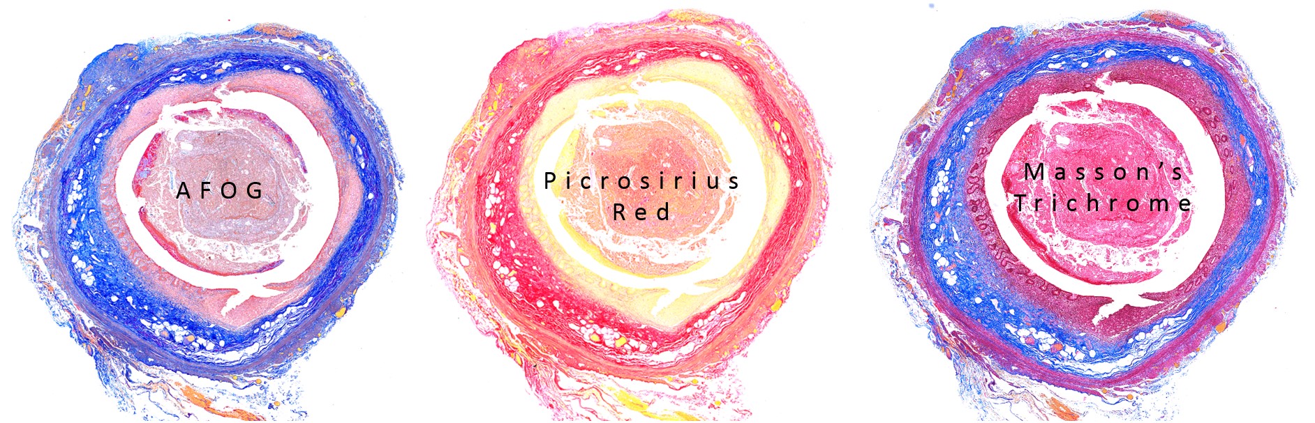 Special Stainings - Comparative Pathology